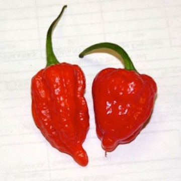 Wiri Wiri Peppers, Wiri Wiri Pepper Seeds. Reimer Seeds