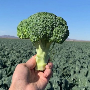 Broccoli, Heat Tolerant Broccoli. Reimer Seeds