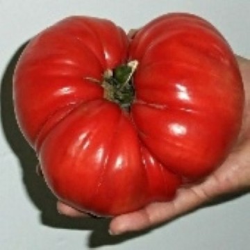 Giant Tomato, Giant Tomatoes, Giant Tomato Seeds. Reimer Seeds