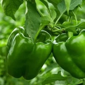 Sweet Pepper C. Reimer Seeds