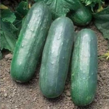 Cucumber Mosaic Virus Resistant Cucumbers. Reimer Seeds