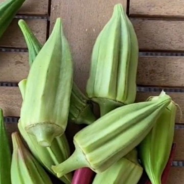 Okra, Okra Seeds. Reimer Seeds