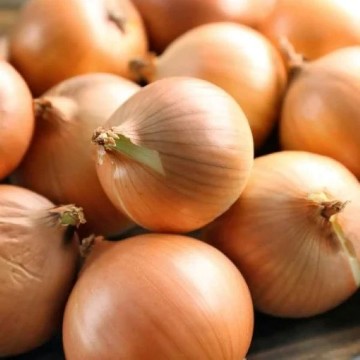 Yellow Onions, Yellow Onion Seeds. Reimer Seeds